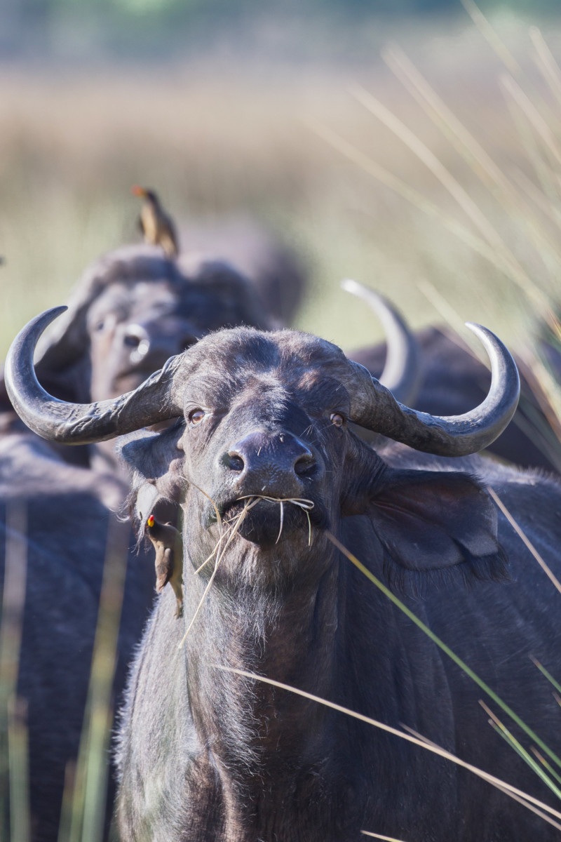 Okavango Delta - Botswana - Claude Peffer elephants wild dogs lions