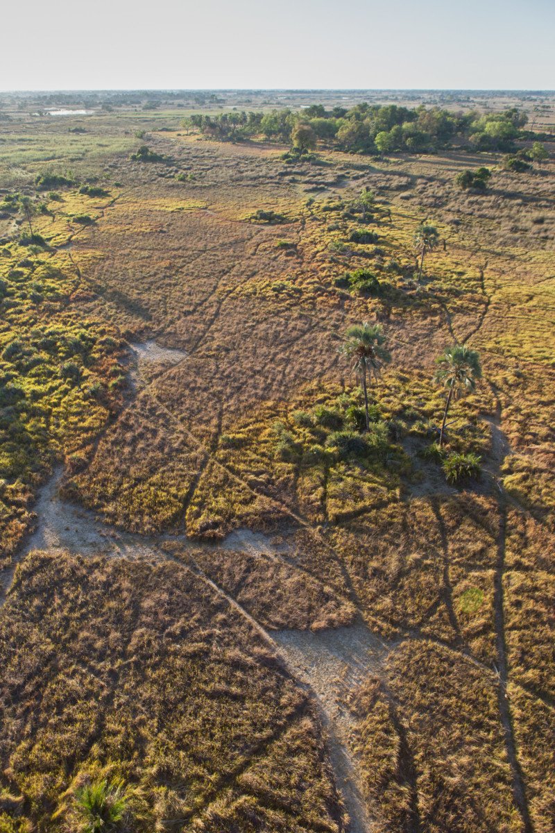 Okavango Delta - Botswana - Claude Peffer elephants wild dogs lions
