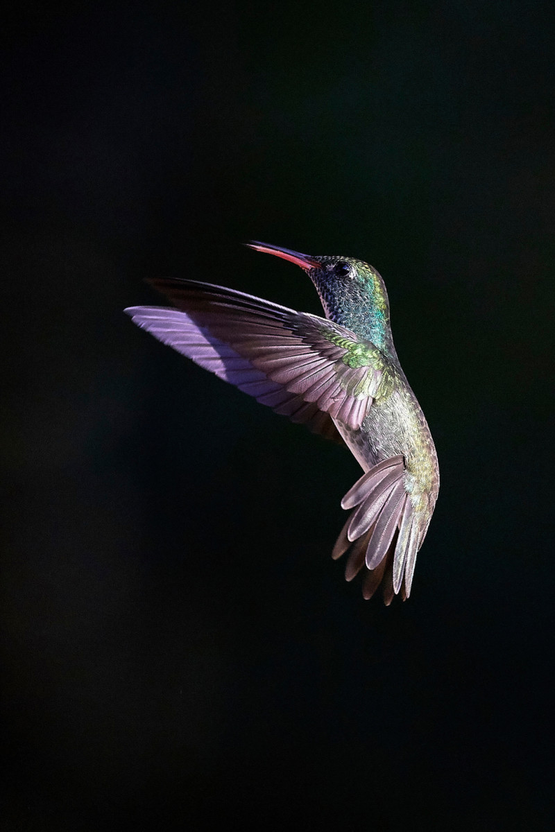 Hummingbirds - Claude Peffer Hummingbirds, Mata Atlantica, Ubatuba