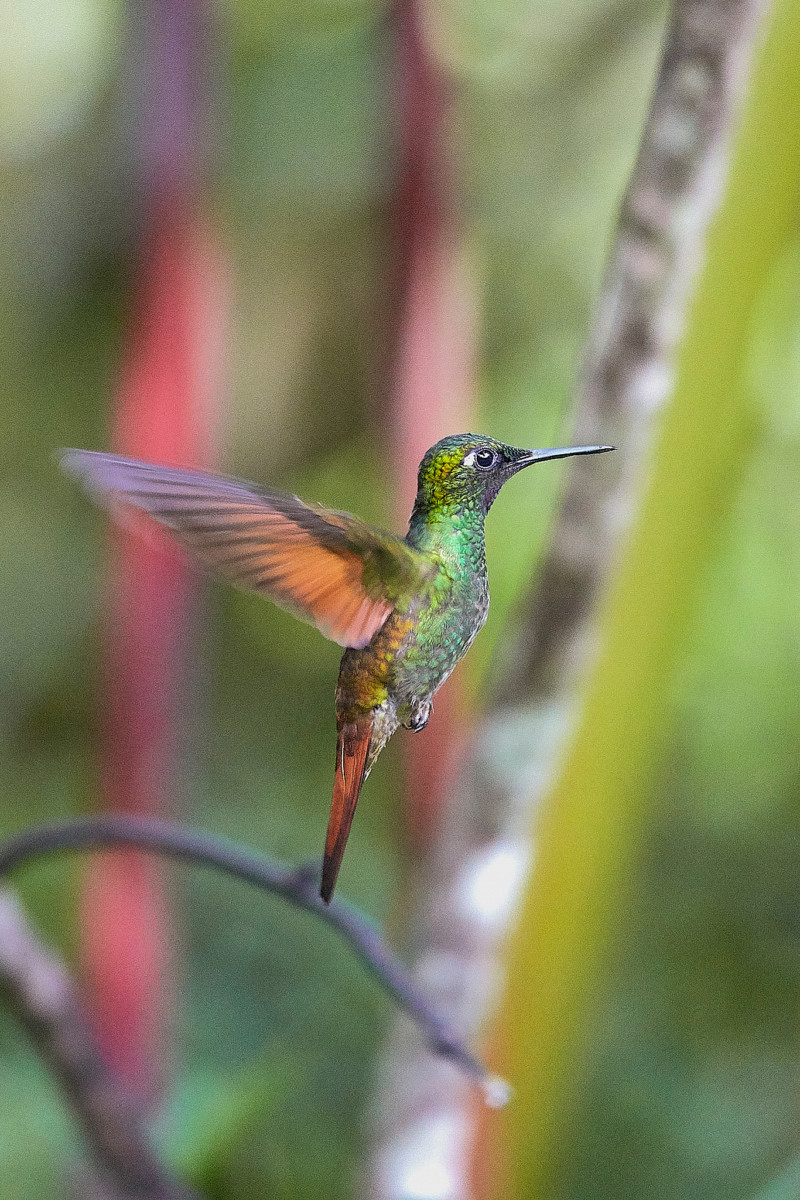 Hummingbirds - Claude Peffer Hummingbirds, Mata Atlantica, Ubatuba
