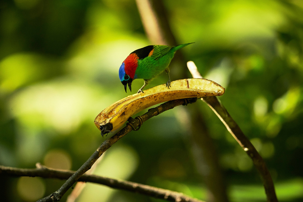 Amazing Birds of Brazil - Claude Peffer eagle, heron, parakeet, rhea ...