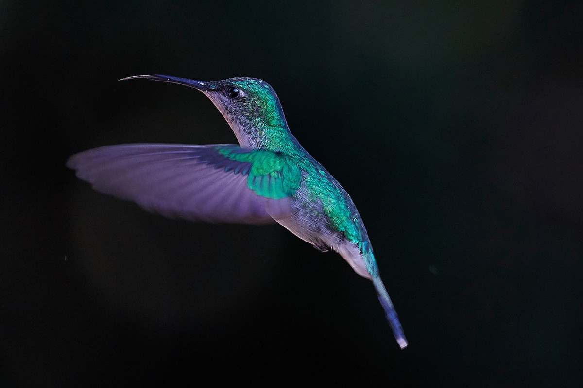 Hummingbirds - Claude Peffer Hummingbirds, Mata Atlantica, Ubatuba
