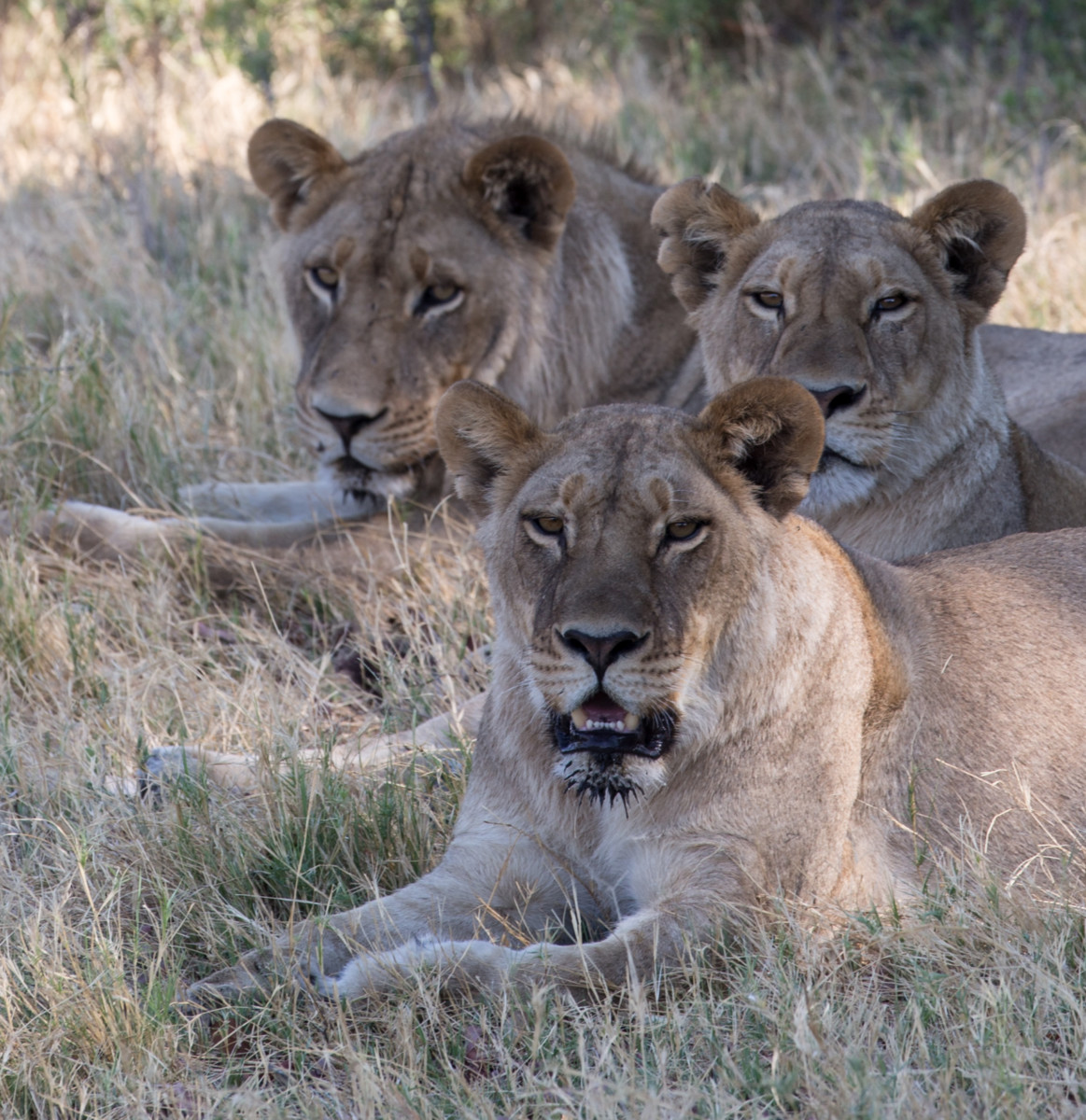 Okavango Delta - Botswana - Claude Peffer elephants wild dogs lions