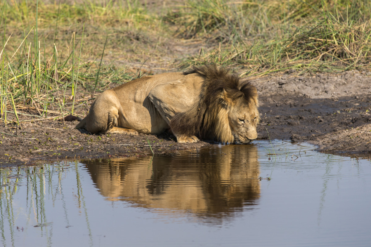 Okavango Delta - Botswana - Claude Peffer elephants wild dogs lions