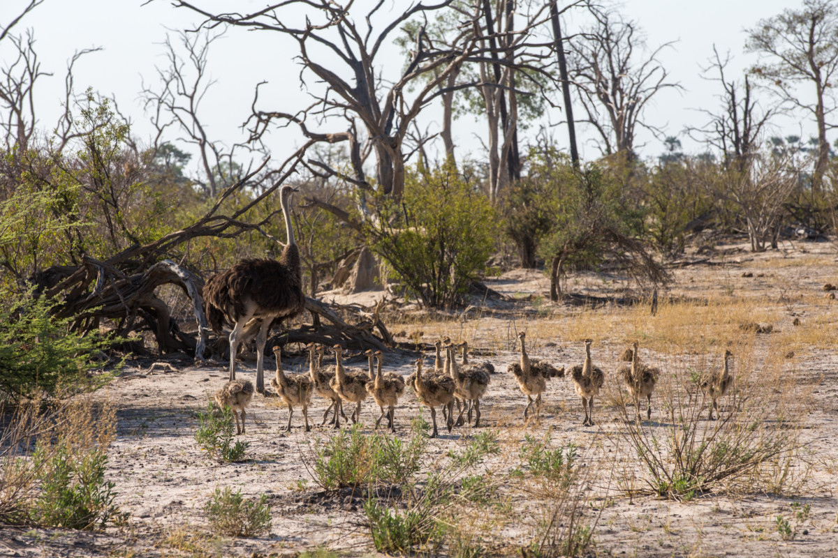 Okavango Delta - Botswana - Claude Peffer elephants wild dogs lions
