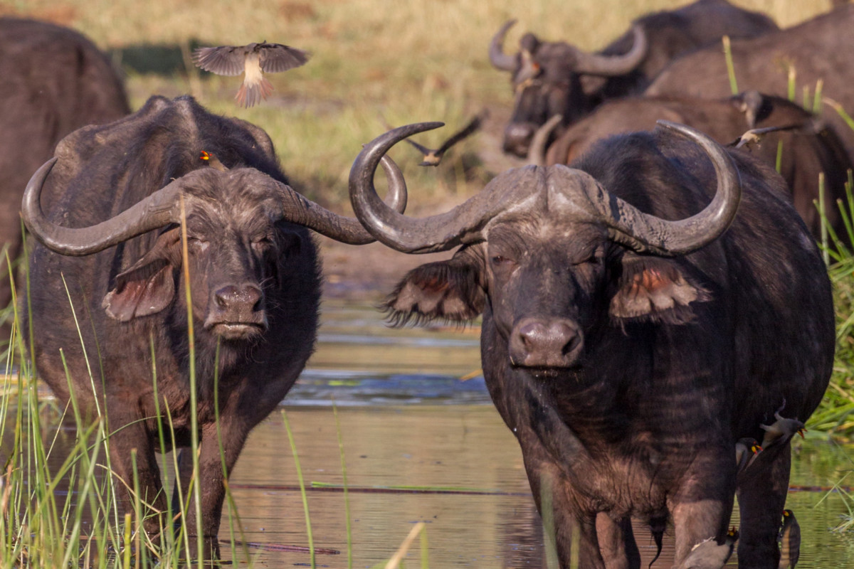 Okavango Delta - Botswana - Claude Peffer elephants wild dogs lions